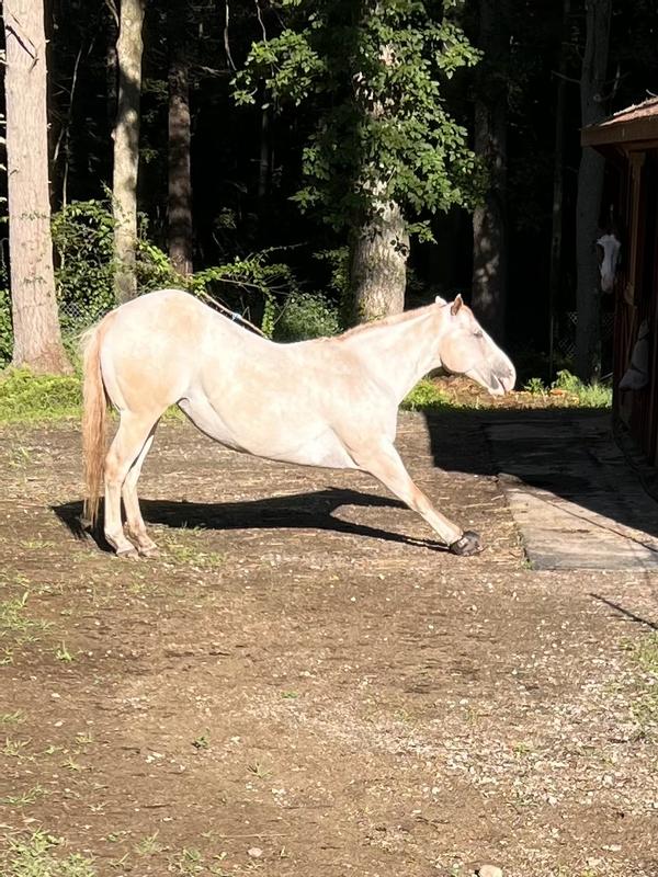 Triple Crown 30% Ration Balancer Pelleted Horse Feed, 50 lb. Bag at ...