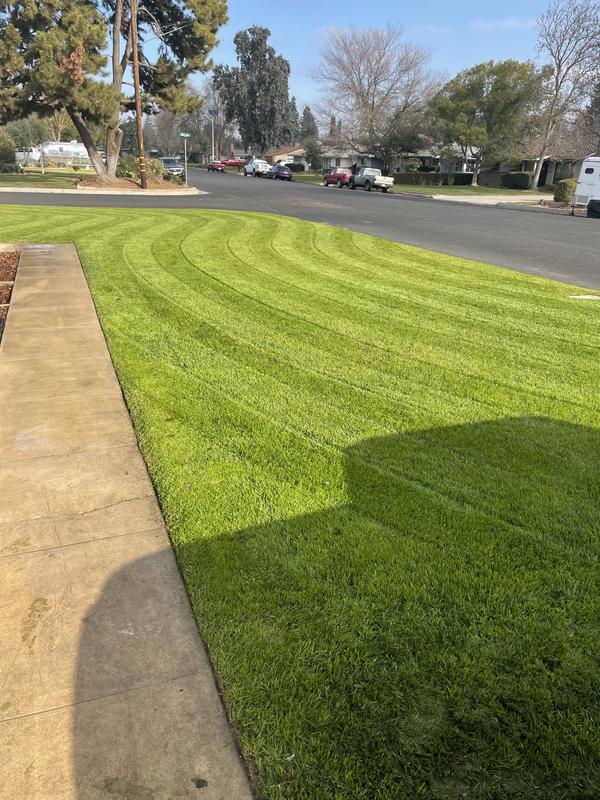 DLF 50 lb. 1,750 sq. ft. Gulf Annual Ryegrass Grass Seed at Tractor ...