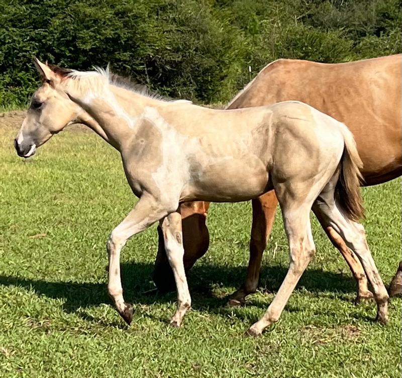 Purina Omolene #300 Growth Foal and Lactating Mare Horse Feed, 50 lb ...