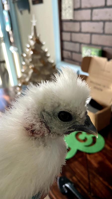 Vetericyn Plus Antimicrobial Poultry Care Spray, 8 oz. at Tractor Supply Co