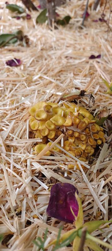 Standlee Premium Products Certified Weed Free Chopped Straw, 2 cu. ft ...