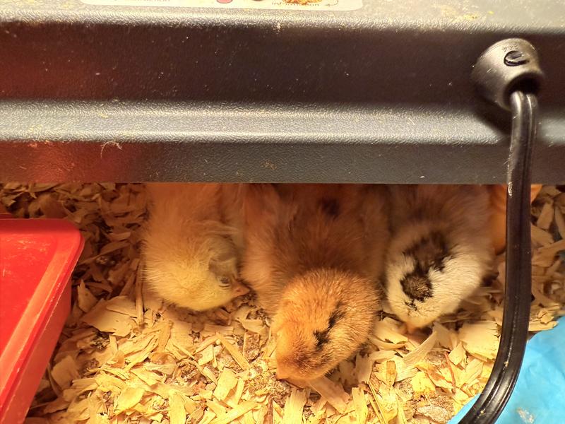 My Favorite Chicken Square Chick Brooder Heating Plate for 20-25 Chicks ...