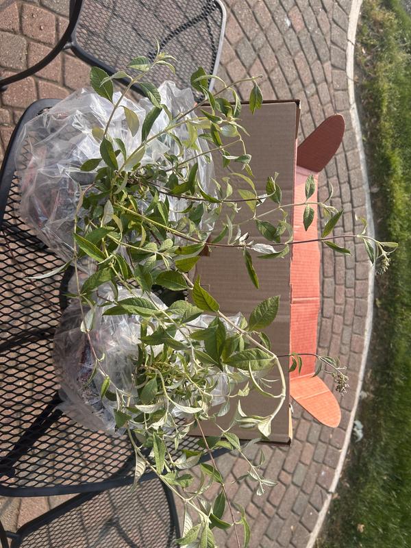 National Plant Network 2.5 qt. Buddleia 3-in-1 Plant with Purpose at ...