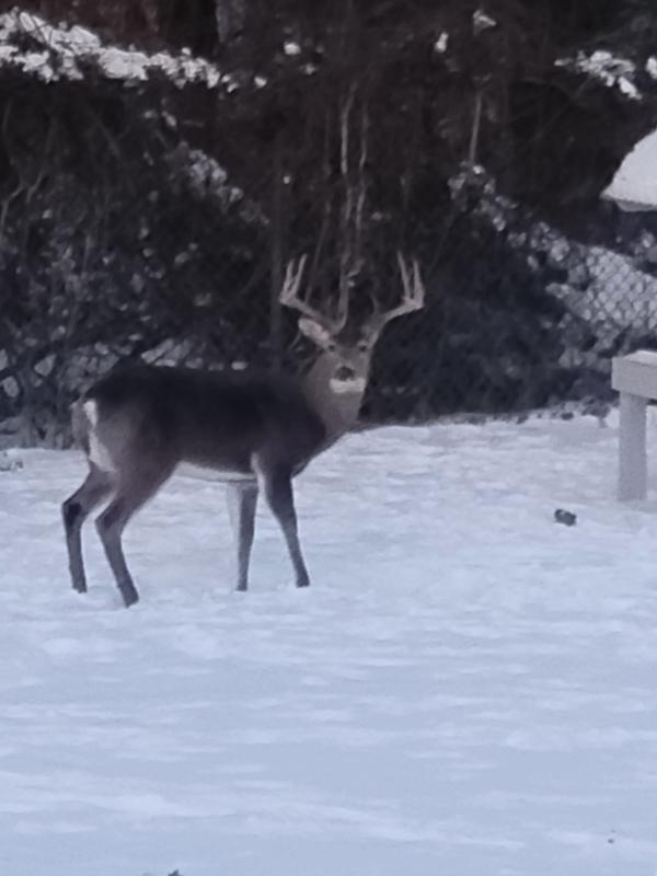 Purina AntlerMax Pelleted Deer Feed 20 with Climate Guard and Bio LG ...