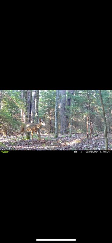 Wildlife Research Center 54 oz. Golden Rope Scent Rope Kit at Tractor ...