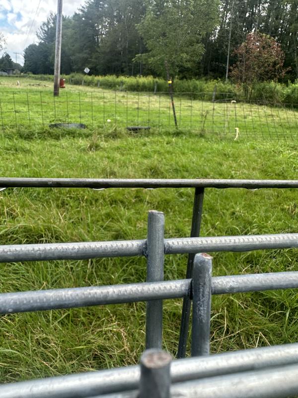 16 ft. x 34 in. Hog Feedlot Panel Fencing at Tractor Supply Co