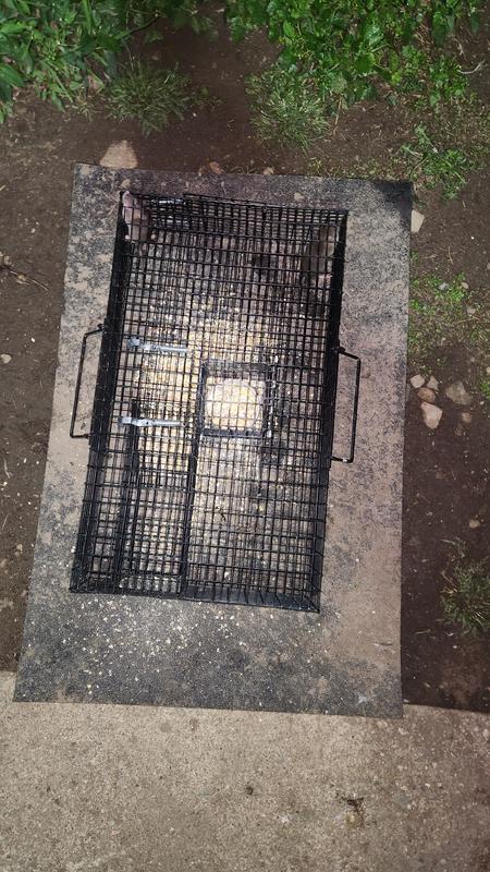 CatchMor Ratinator Rat Trap at Tractor Supply Co