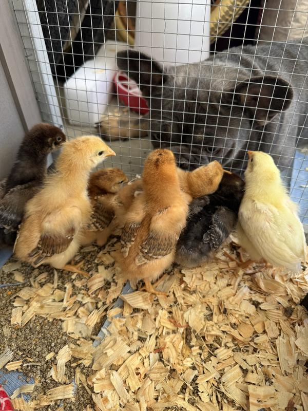 Hoover's Hatchery Live Rare Standard Package Chickens, 10 ct. Baby ...