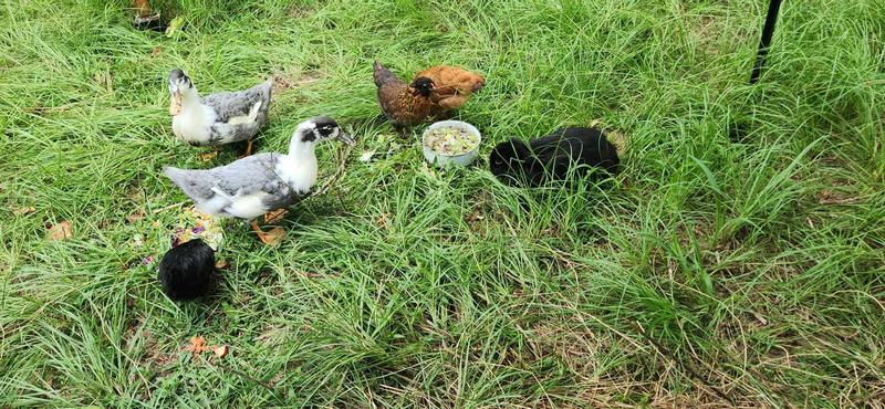 Purina Flock Raiser Crumbles Poultry Feed at Tractor Supply Co