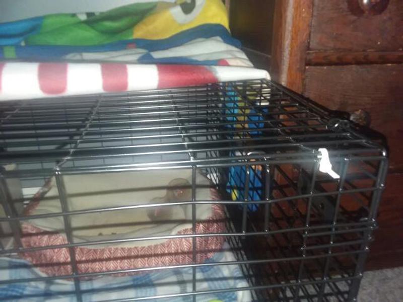 DuMOR Heavy-Duty Rabbit Cage, 36 in. x 30 in. at Tractor Supply Co