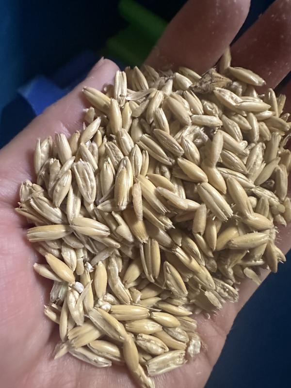 Producer's Pride Rolled Oats Horse Feed, 50 lb. Bag at Tractor Supply Co