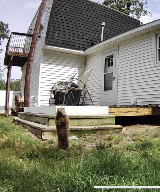 CountyLine 1-Door Catch-and-Release Live Animal Trap, 42 in. x 15 in. x ...