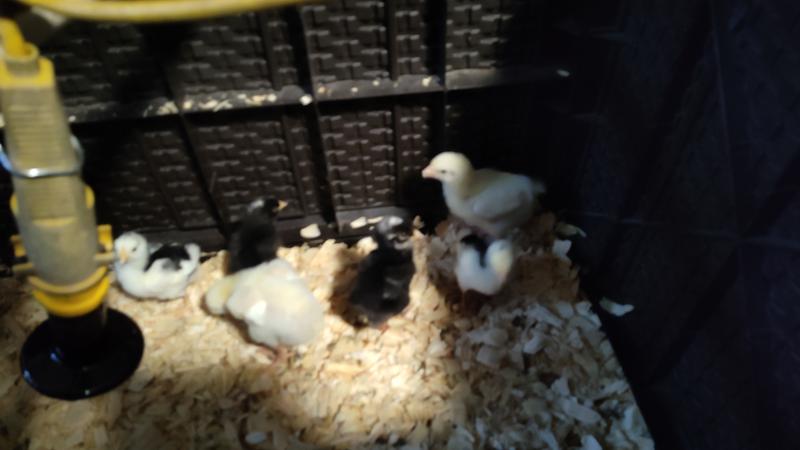 Hoover's Hatchery Live Rare Standard Package Chickens, 10 ct. Baby ...