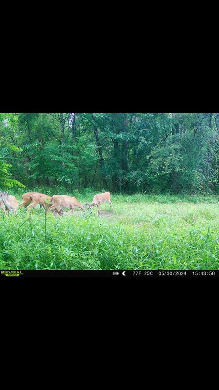 treeline 25 lb. Wild Berry Craze Deer Mineral Block at Tractor Supply Co