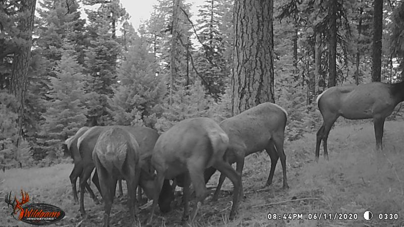 Evolved Habitats 1 gal. Buck Jam Apple Deer Attractant at Tractor Supply Co