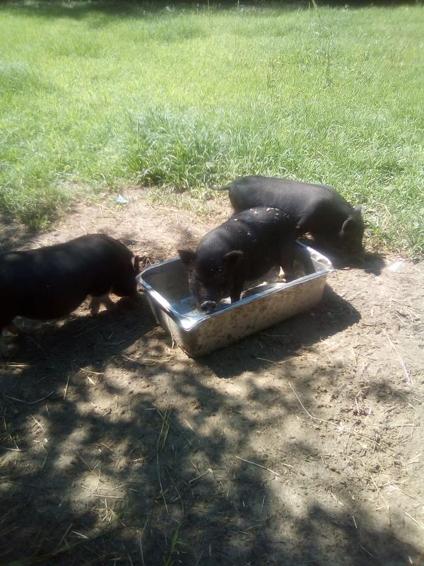 DuMOR Hog Grower Pelleted Hog Feed, 50 lb. Bag at Tractor Supply Co