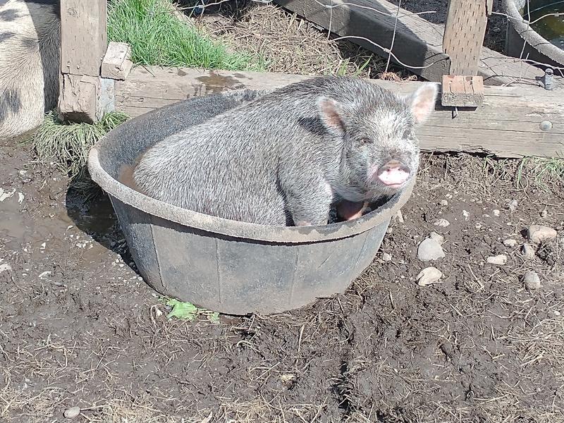 DuMOR Hog Grower Pelleted Hog Feed, 50 lb. Bag at Tractor Supply Co