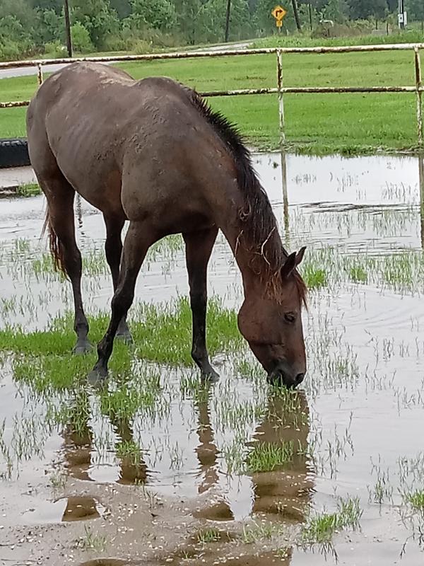 Producer's Pride 12% Sweet Horse Feed, 50 lb. Bag at Tractor Supply Co