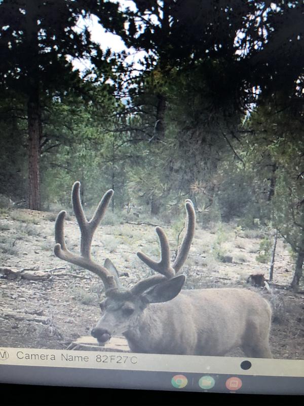 Evolved Habitats 1 gal. Buck Jam Wild Persimmon Deer Attractant at ...