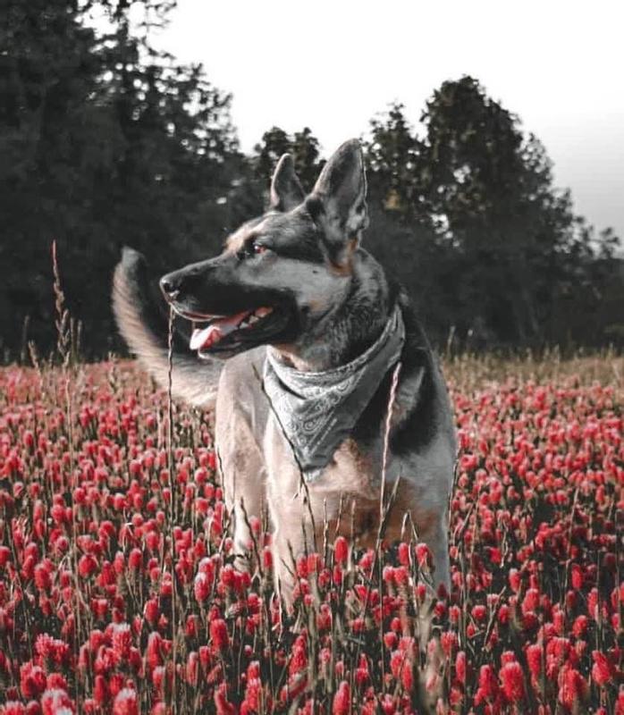 Spectra Canine 9 Vaccine for Dogs with Syringe, 1 Dose at Tractor Supply Co