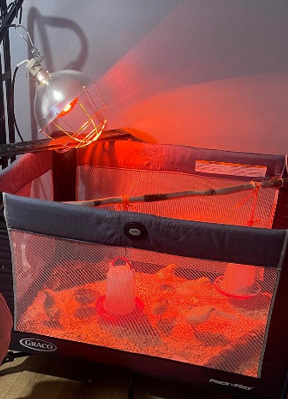 ImPECKables Beginner Poultry Starter Kit at Tractor Supply Co