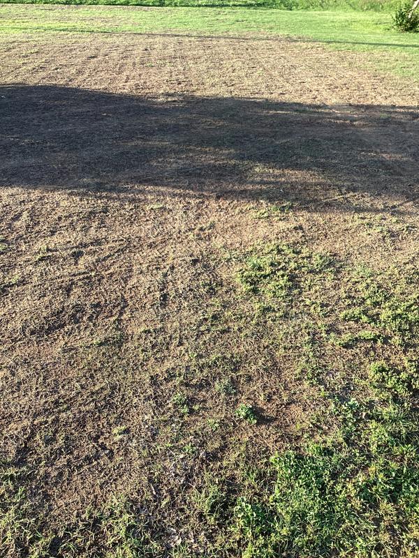 GroundWork 50 lb. 35,000 sq. ft. Landscapers Mix Grass Seed, South at ...