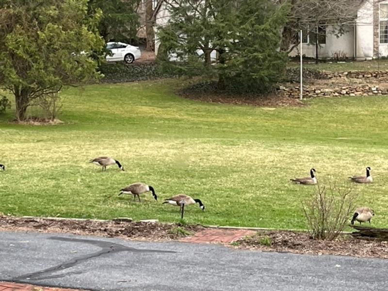 Animal Stoppers 32 oz. Goose Stopper Animal Repellent Concentrate at ...