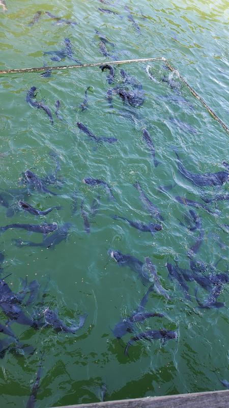 Purina Catfish 32 Floating Fish Feed Diet, 50 lb. Bag at Tractor Supply Co