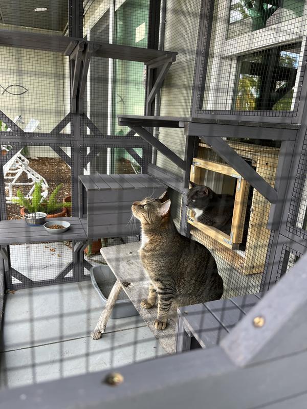 Aivituvin Walk In Extra Large Outdoor Cat Enclosure Connected To House