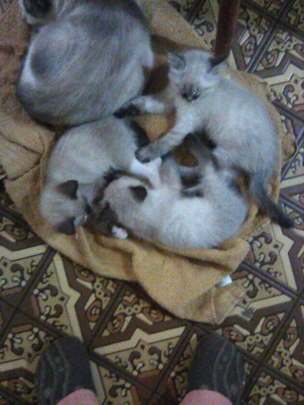 Pet AG KMR 2nd Step Kitten Weaning Food Powder, 14 oz. at Tractor Supply Co