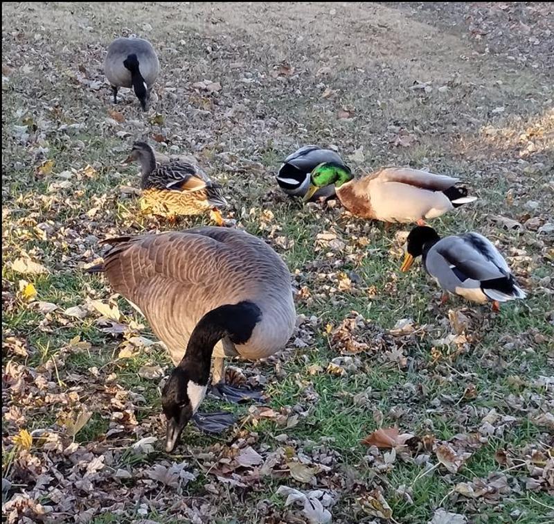 Mazuri Waterfowl Maintenance Pelleted Duck and Geese Food, 50 lb. Bag ...