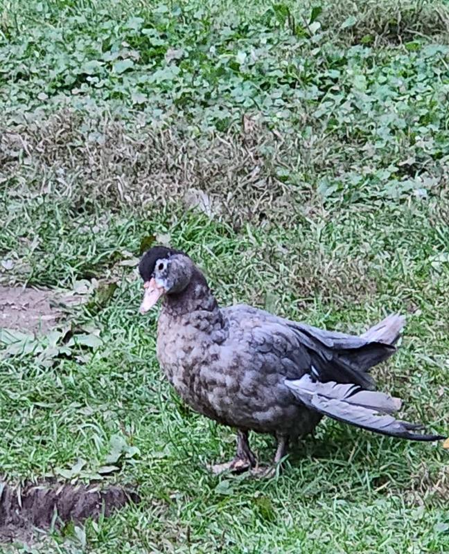 DuMOR 16% Layer Crumbled Chicken Feed at Tractor Supply Co