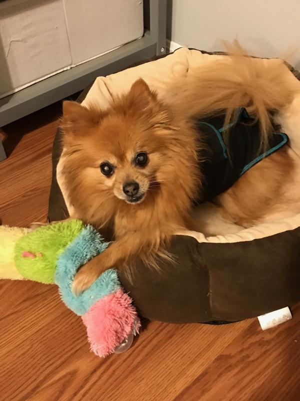 Benefab Canine Comfort and Care Dog Shirt at Tractor Supply Co