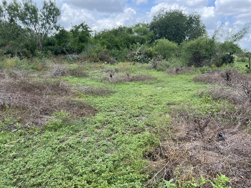 Remedy 1 gal. Herbicide, Concentrate at Tractor Supply Co