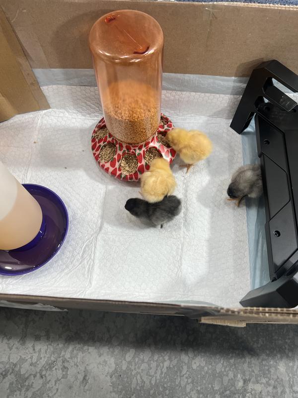 Producer's Pride Chicken Coop Brooder and Heater for 10 Birds at ...