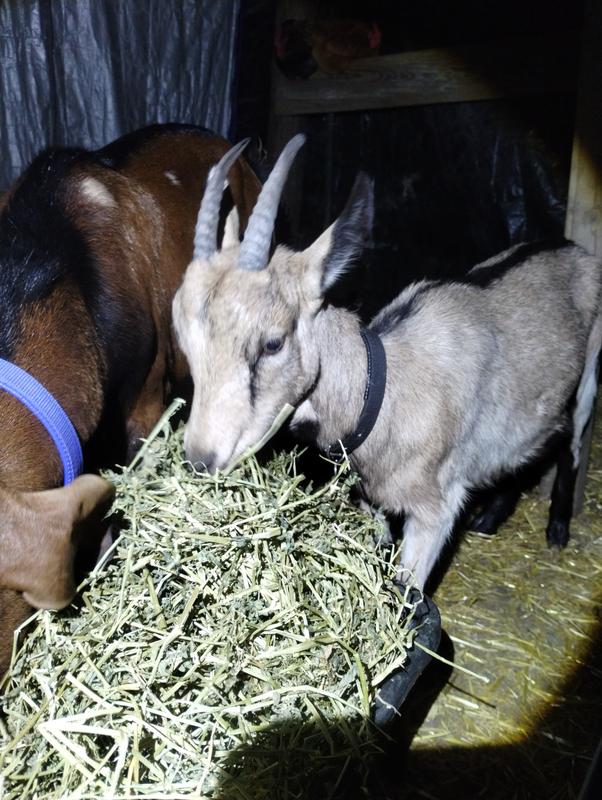 Nutrena Country Feeds 17% Textured Goat Feed, 50 lb. Bag at Tractor ...