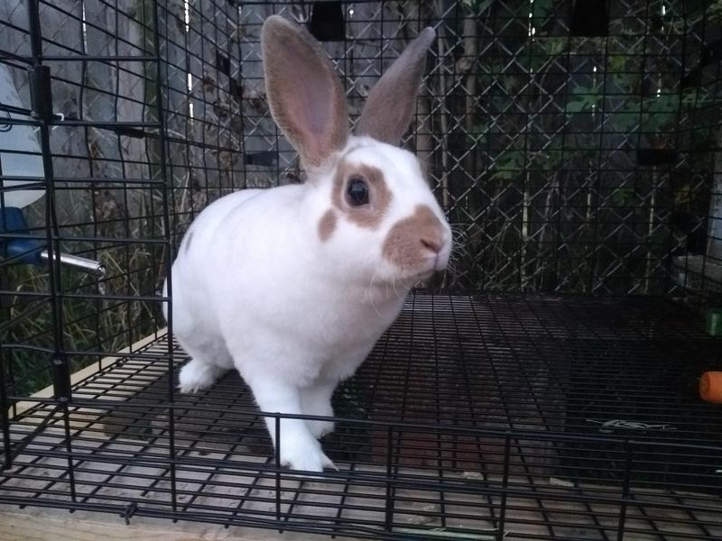 DuMOR Classic Diet Pelleted Corn-Free Pet Rabbit Food, 20 lb. Bag at ...