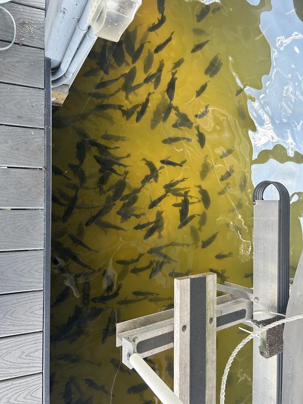 Nutrena Nature's Canvas Trophy Fish Feed, 25 lb. Bag at Tractor Supply Co