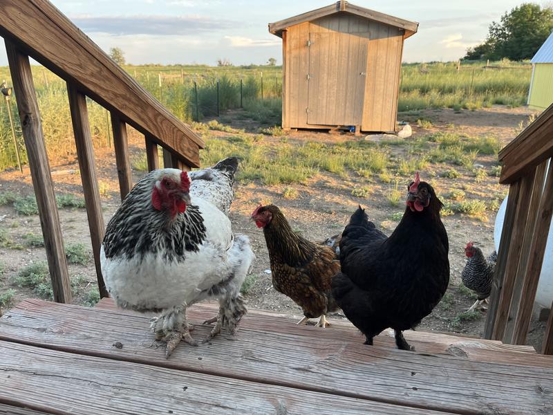 DuMOR 20% Chick Starter/Grower Crumbled Chicken Feed, 50 lb. Bag at ...