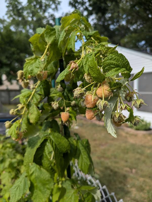 DeGroot Raspberry Fall Gold at Tractor Supply Co