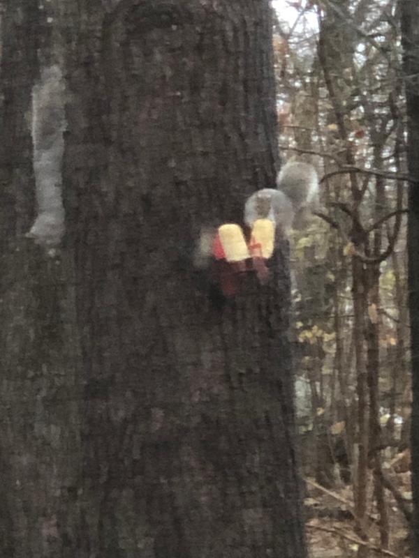 Royal Wing Sweet Corn Log Squirrel Food, 32 oz. at Tractor Supply Co