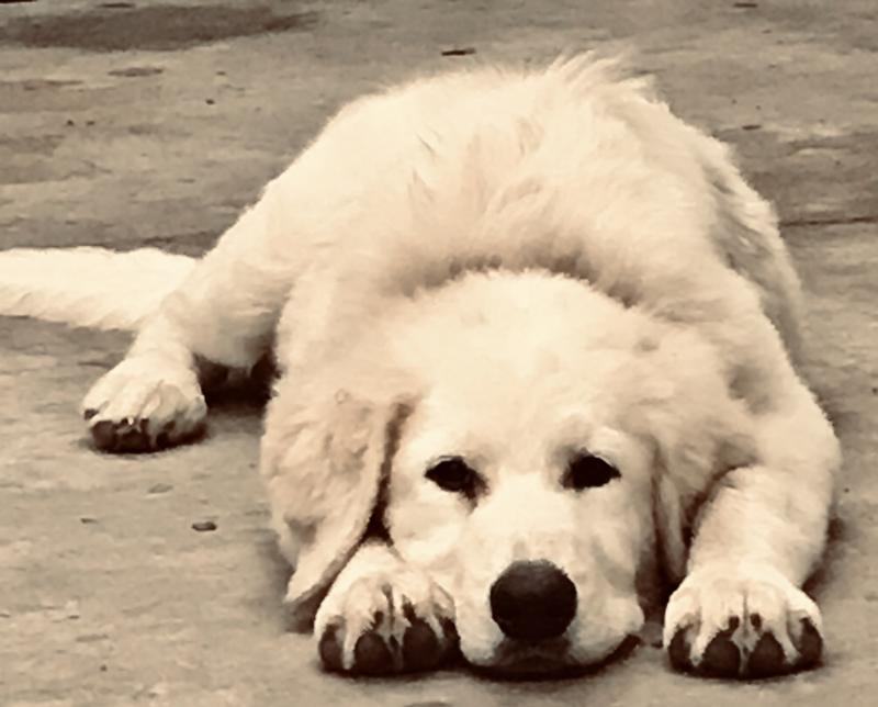 Flea Halt Flea and Tick Spray Plus Citronella Scent for Dogs, 32 oz. at ...