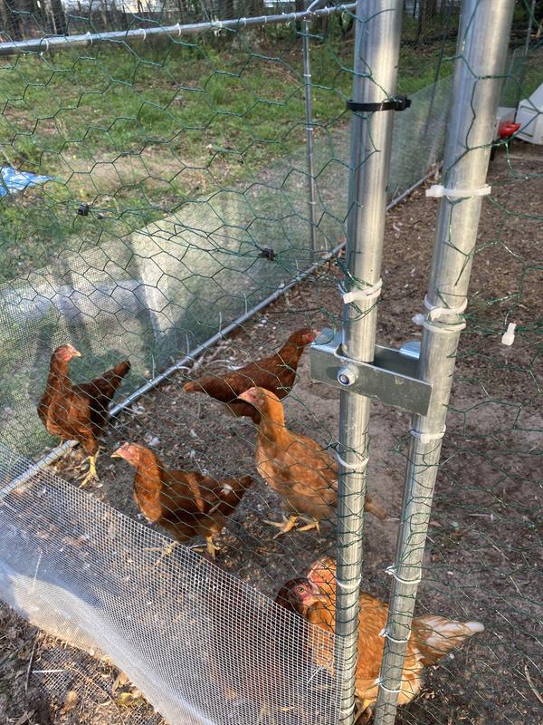 Producer's Pride 16% Layer Crumbled Chicken Feed, 50 lb. Bag at Tractor ...