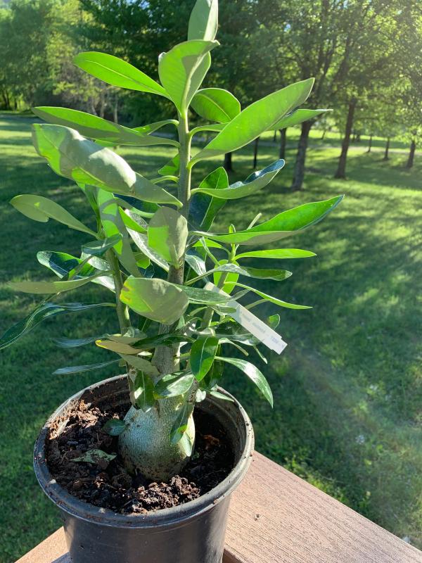 National Plant Network 2.5 qt. Desert Rose Plant at Tractor Supply Co