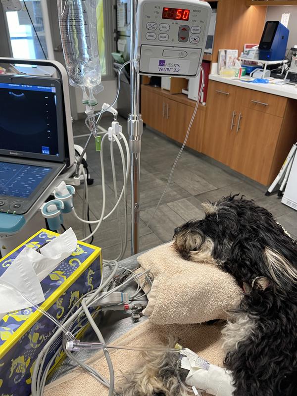 Manna Pro Colostrum Digestion Supplement, 16 oz. at Tractor Supply Co