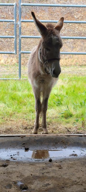 Purina Ultium Growth Formula Horse Feed, 50 lb. Bag at Tractor Supply Co