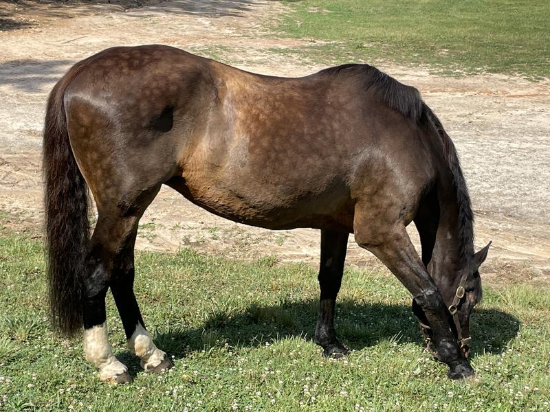 Manna Pro Sho-Glo Pelleted Horse Supplement, 5 lb. at Tractor Supply Co