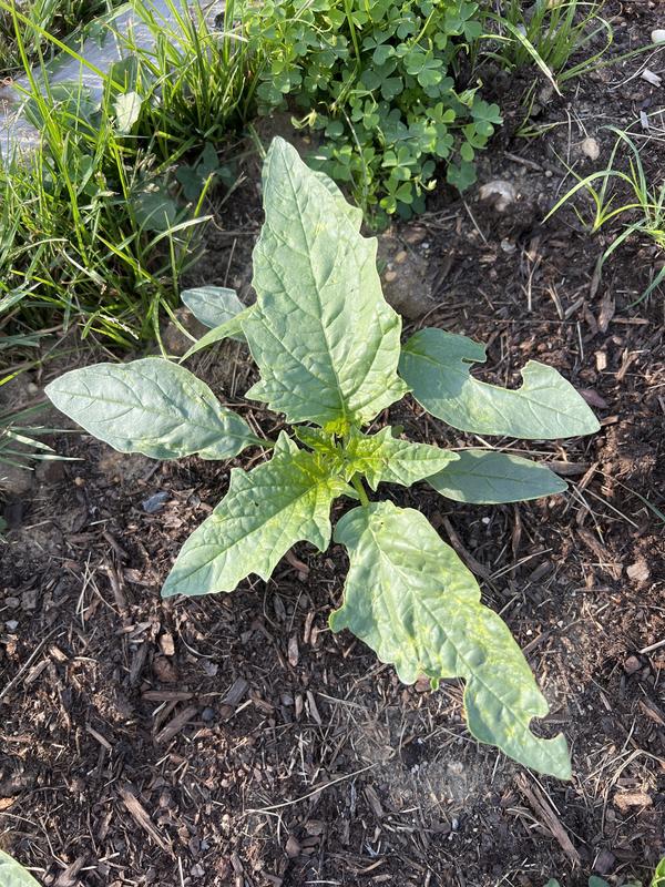 GroundWork 50 lb. 35,000 sq. ft. Fast Lawn Grass Seed Mixture at ...