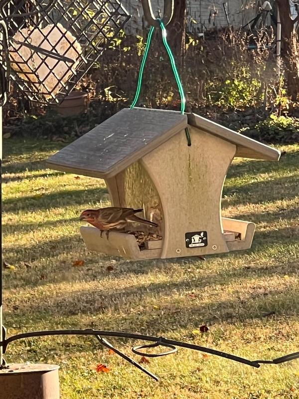 Happy Wings 4 lb. Safflower Seed Bird Food at Tractor Supply Co