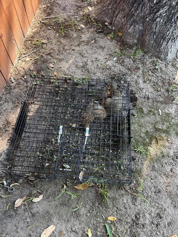 CatchMor Squirrelinator Squirrel Trap with Basin at Tractor Supply Co